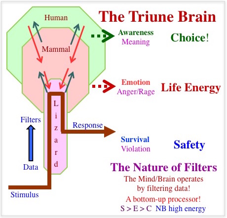 Anger #04 The Triune Brain – Awakening From Your Anger